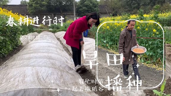 春耕进行时,当地农村利用旱田育秧苗,带你看看不一样的稻谷播种