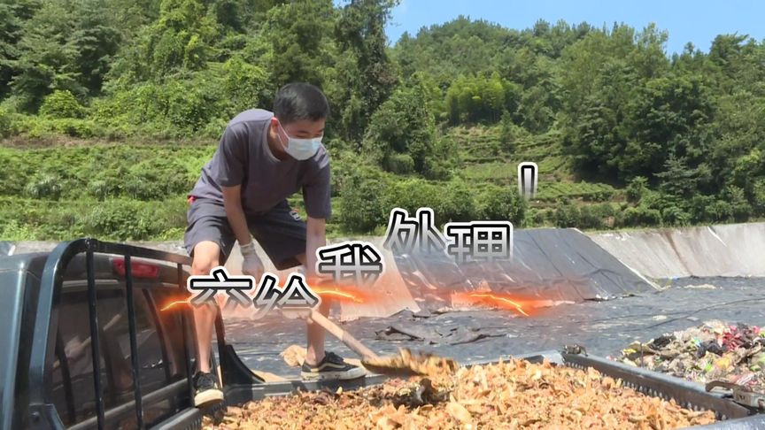 #枞树菌 ?不是#野生菌 !#湖北宣恩 销毁300斤野生菌 #食品安全