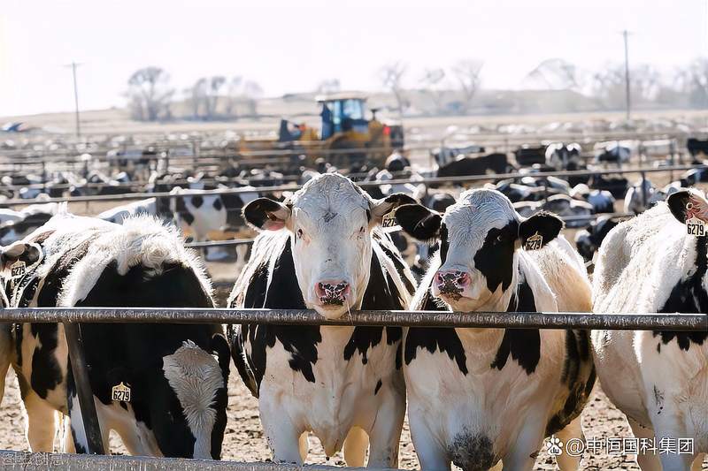 数字化转型会对养牛企业提供多大的帮助?从四个方面来解答