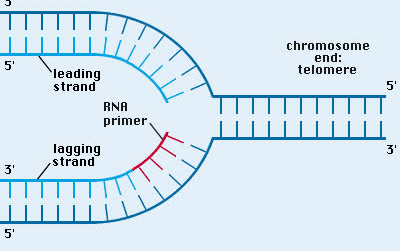 细胞生物经典动画!生物类考研辅助理解必看!