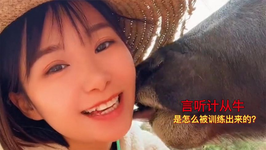 广西女孩养了一头听话的牛,堪称现实版的牛郎织女.网友:羡慕了