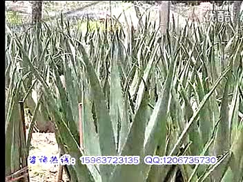 完美芦荟胶产品介绍及作用 家庭必备品 神奇的万能胶