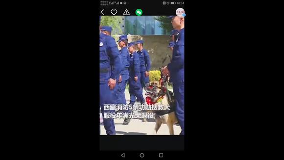 搜救犬退役,主人和狗依依不舍泪别!狗比人强因为他永远不会背叛