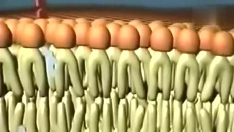高中生物教学视频:细胞膜的结构与物质出入细胞方式