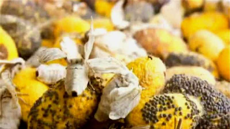 蚕宝宝图片——认识蚕宝宝