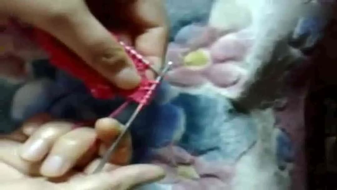 毛衣编织视频教程 编织织法毛衣教学 教你从下往上织小燕子收针法