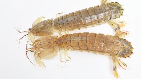 皮皮虾最常见做法,简单好吃