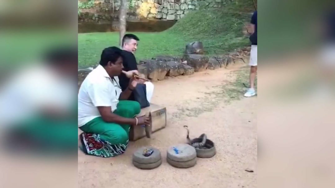 这么嚣张,要是被咬一口就惨了!