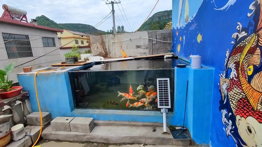客户阳台3米✖️3米锦鲤池回访效果!#锦鲤池设计 #养鱼日记