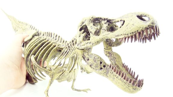侏罗纪公园的霸王龙化石模型