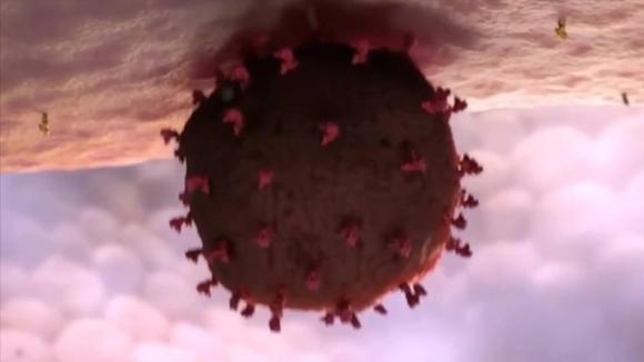 带你认识病毒(上):病毒是什么?新冠病毒的存活离不开宿主细胞