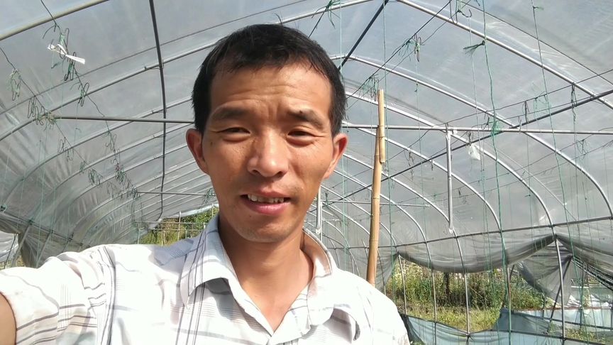 无土栽培番茄产量高,口感好,卖相好,相当不错哦!