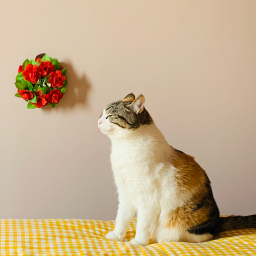 教数学的徐如意 