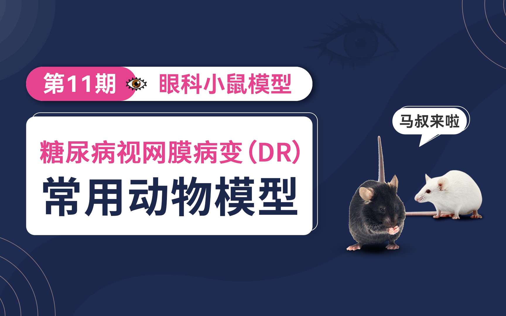 糖尿病视网膜病变(DR)|常用动物模型:为DR机制和治疗研究提供重要...