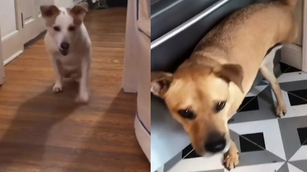 狗狗出意外截肢,主人领养残疾狗狗与其作伴,网友:可怜又幸福着