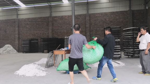 看看农村小伙摘蚕茧去卖价钱什么样