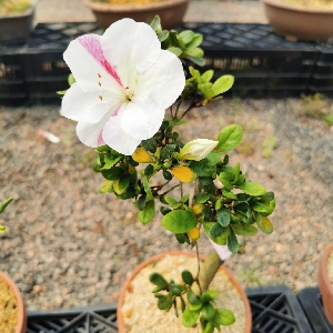 我有花花108将 