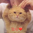 我遇见猫在潜水啊 