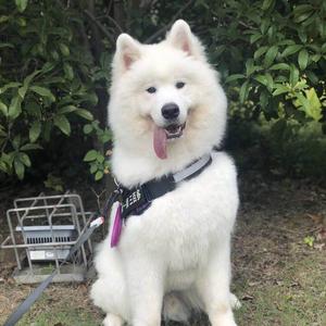 语数英视频解析 