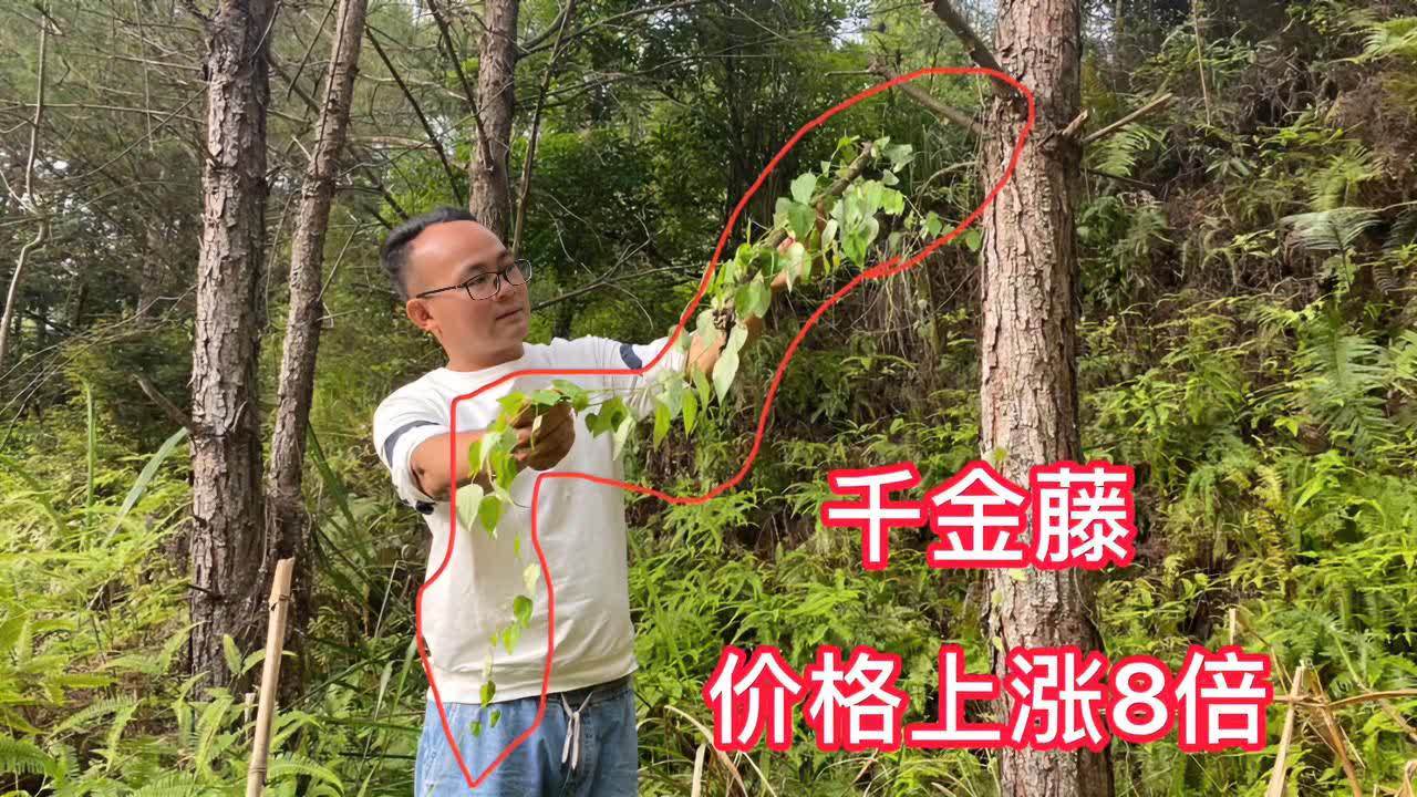 能抑制新冠病毒复制传播的千金藤,价格涨了8倍,很多人还不知道