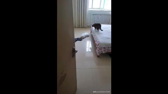 猫受到惊吓应激反应抽搐