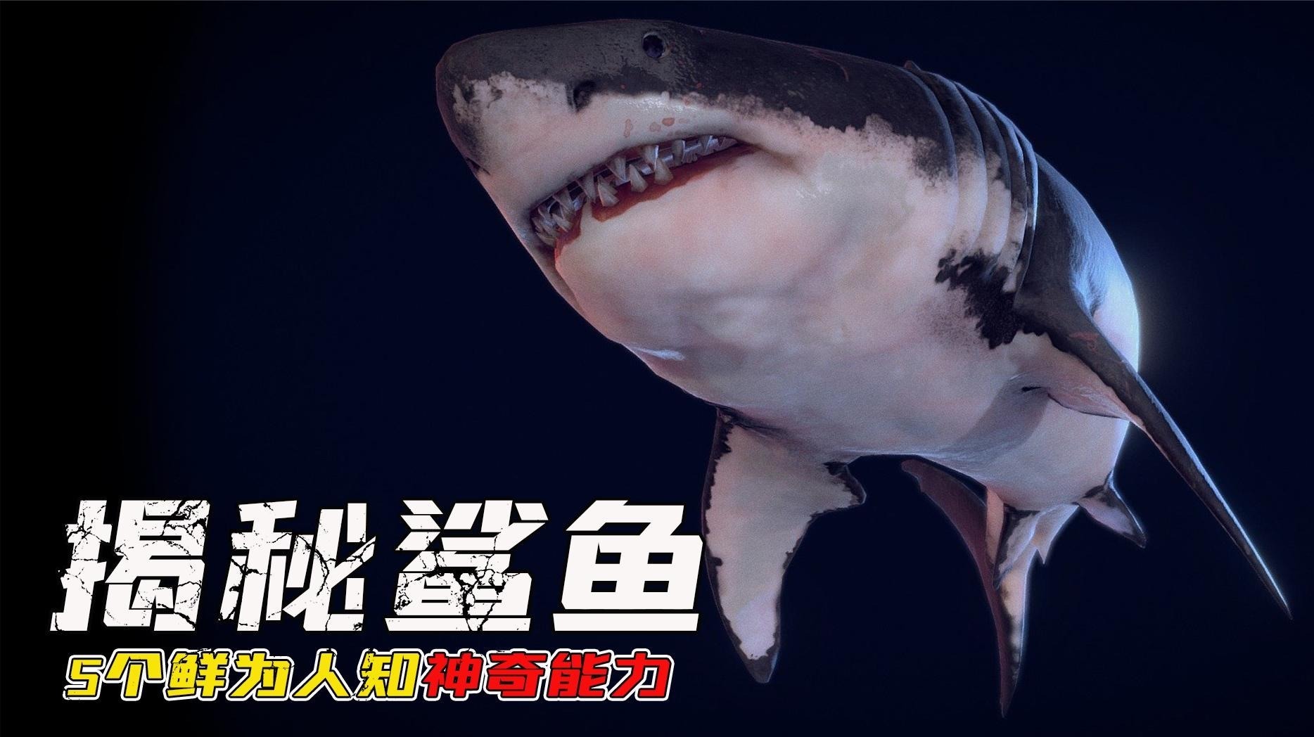 揭开鲨鱼5个隐藏秘密!巨齿鲨和大白鲨什么关系?