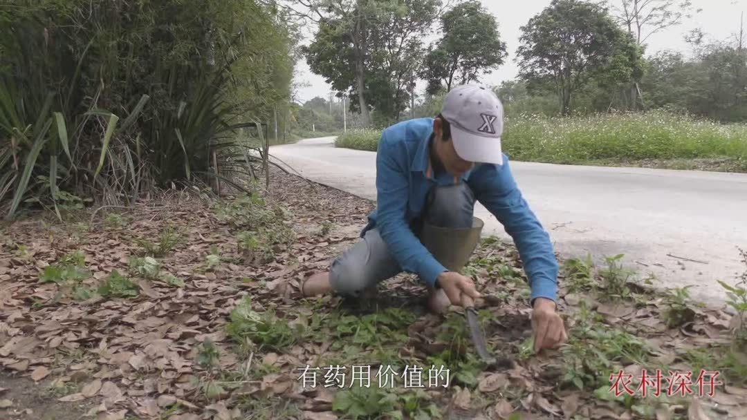 农村的车前草、用途这么厉害、快去找找