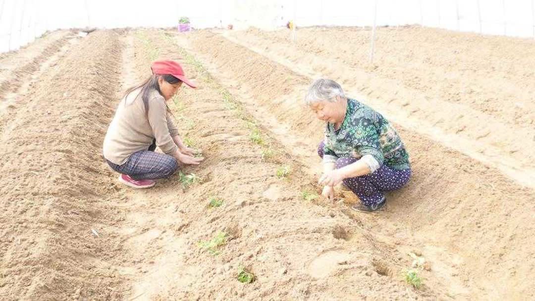 还再错误的栽番茄?难怪产量低,高手的方法很简单