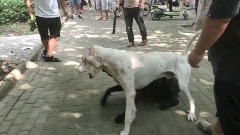 实拍许昌斗狗现场,卡斯罗“对战”蒙古细狗,网友:全部下锅