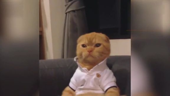 史上最萌的猫咪 被它萌化了 太可爱了