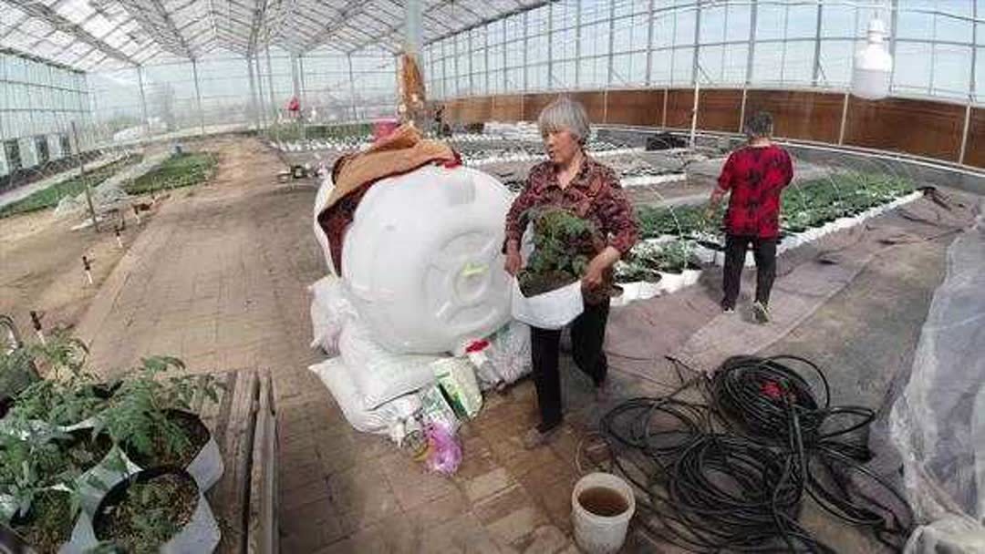 无土种的番茄,20天了长势不错,开始要住别墅了