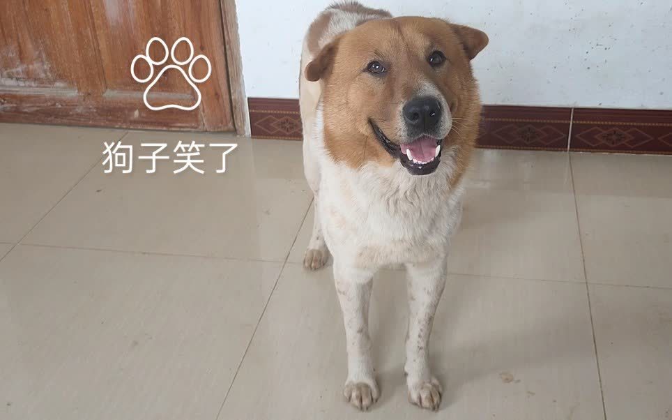 中华田园犬身上痒难受,主人给它打虫后,开心的笑了