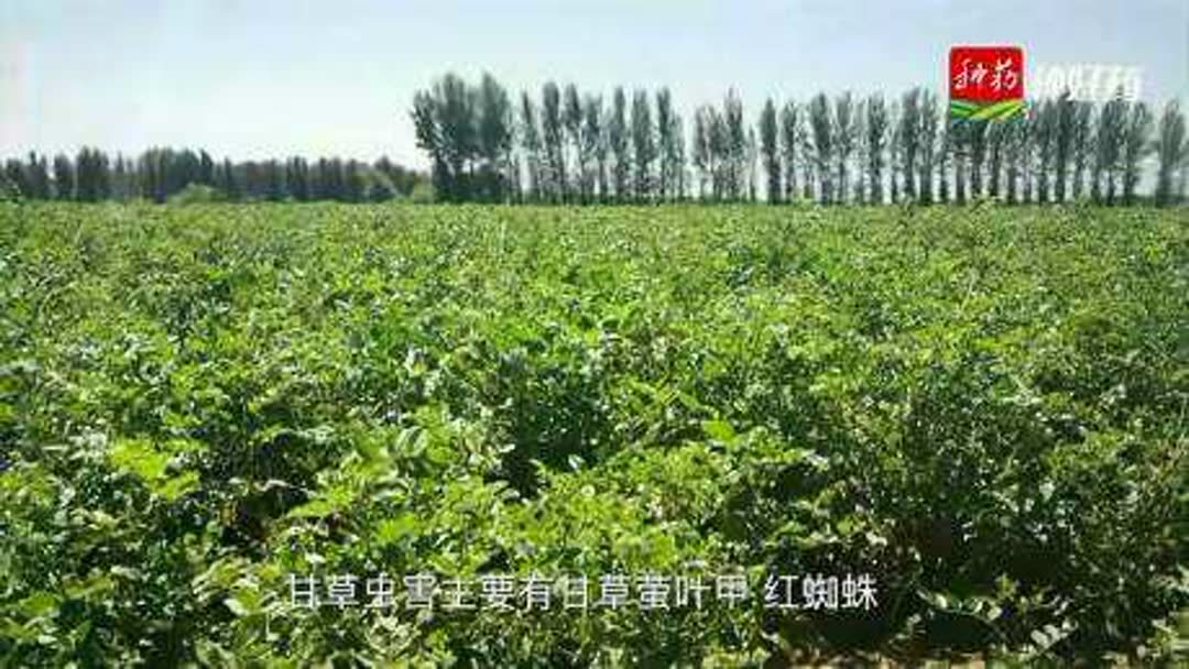 中药材种植—种植甘草病虫害防治技术