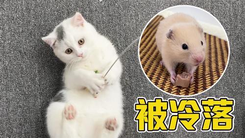 主人有了新宠物猫咪冷落了小仓鼠,小仓鼠:太伤心了