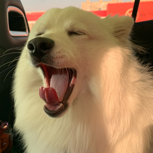 晚安犇犇 