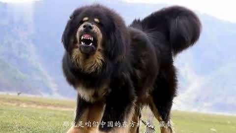 世界上最贵的5种狗,其中一种在中国