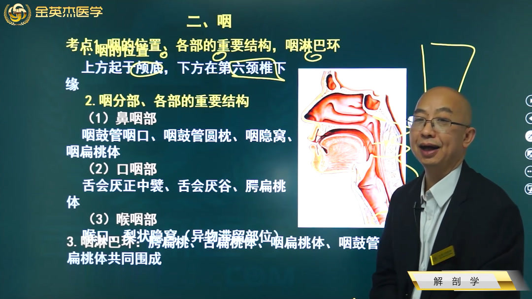 咽的位置是在哪?咽的分部、各部的重要结构分别是什么?