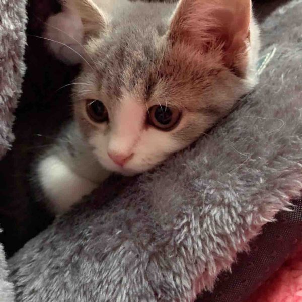 小布布布布布布布布