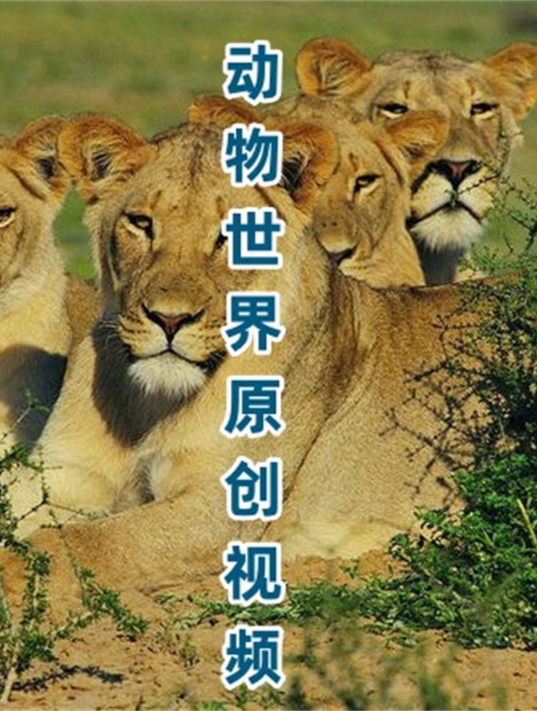比特犬硬刚藏獒,犬中恶霸能秒杀雪山狮子吗?一起来看1