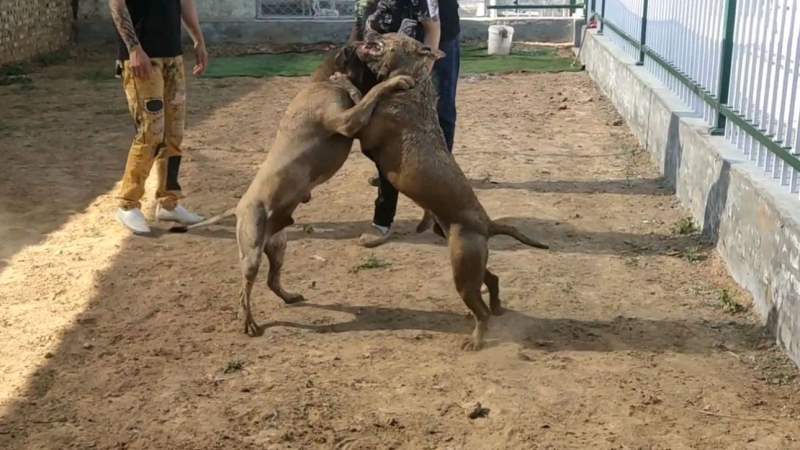 “斗犬之王”比特犬的王者之争，只有冲刺，没有放弃