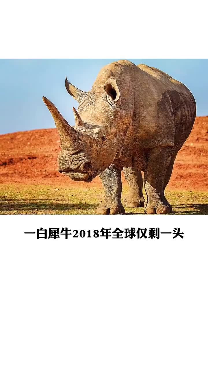 世界上最稀有的动物,可惜我们再也看不到了