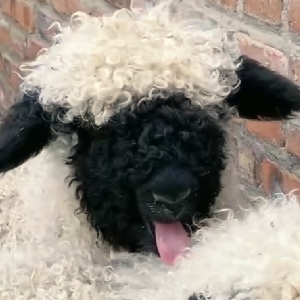 小可爱选手Eleven 