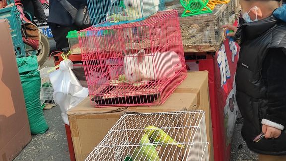 逢大会!弄的奇奇怪怪的小动物让我儿子挪不开步了!非得买一个