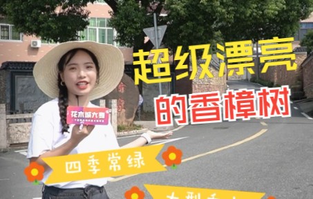 没见过这么漂亮的香樟树