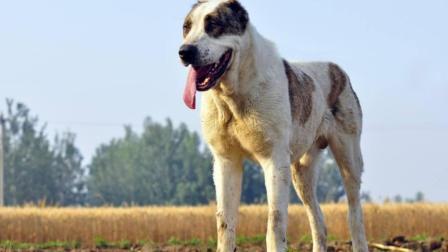 不愧为第一打斗猛犬,中亚牧羊犬暴虐凶狠卡斯罗