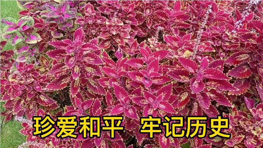 牢记历史珍爱和平