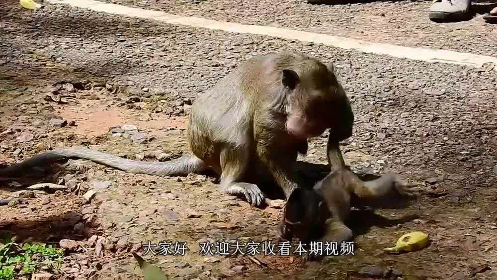 小猴子丑到没食物吃,猴子界弱肉强食的道理,网友:可怜小猴子!