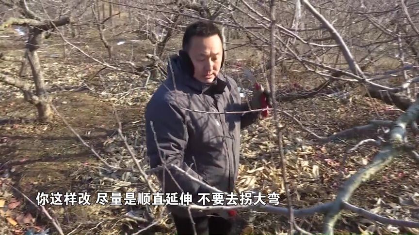 十年以上的苹果树如何修剪?双减专家为您细细讲