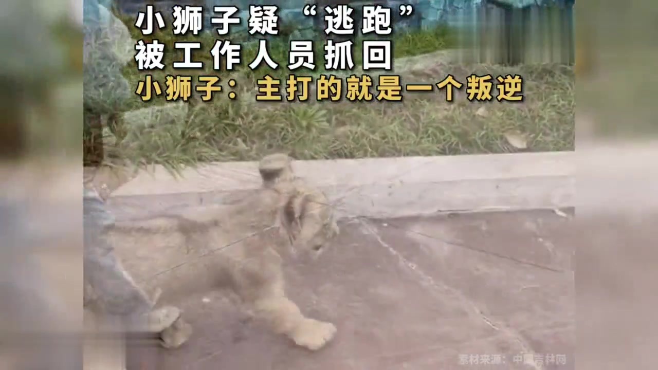 小狮子疑"逃跑"被工作人员抓回,小狮子:主打的就是一个叛逆