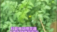 科能电动喷花器大西红柿授粉